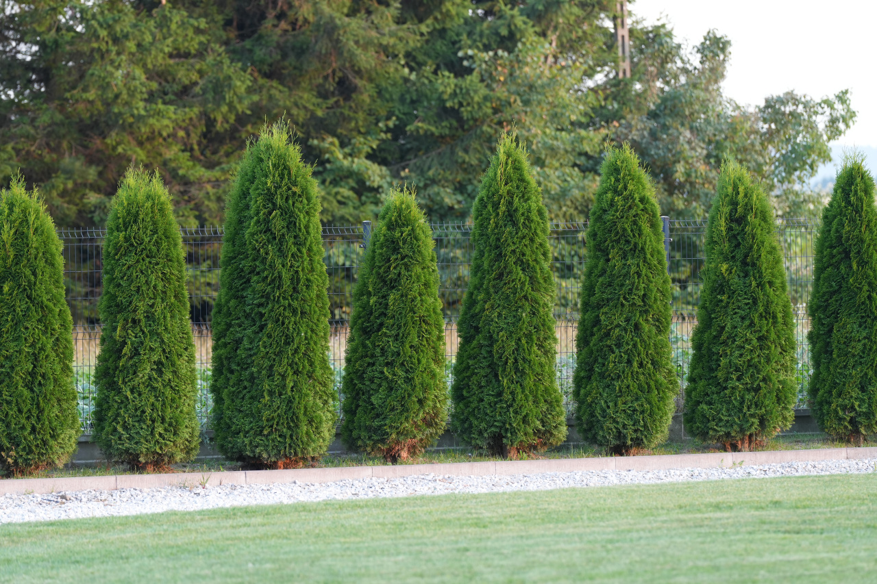 Wymieszaj żelatynę z wodą i wylej pod tuje. Zacznij już w lutym, a nie ...