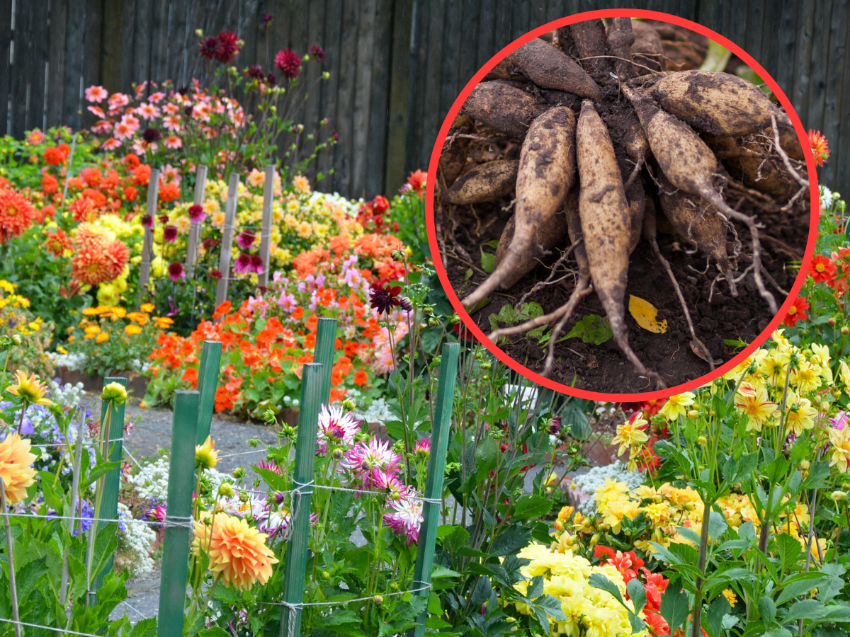 Dalie posadź w marcu, ale tylko w ten sposób. Zakwitną wcześniej i nie ...