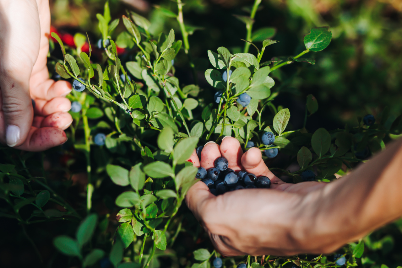 Wyprawa na jagody może słono kosztować. Kto złamie przepisy, zgarnie ...