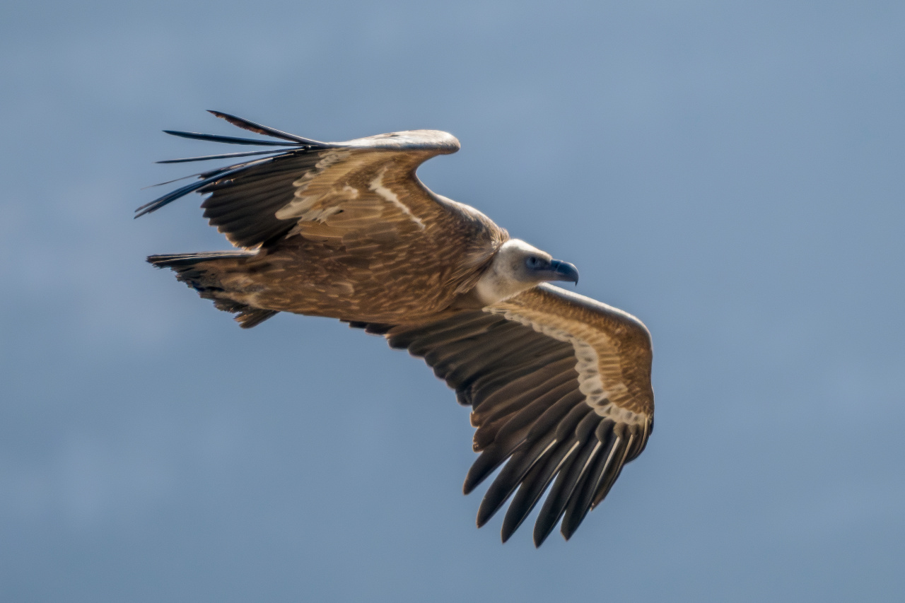 Ten rzadki ptak dopiero 2 razy był w Polsce. Wygląda groźnie, ale czy ...