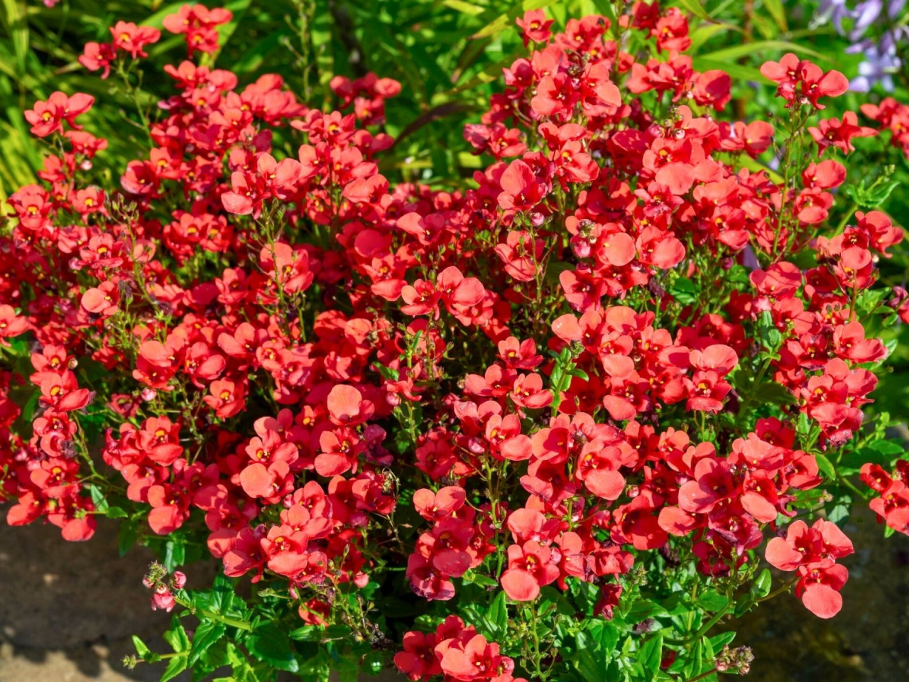 Zamień nudne pelargonie na te kwiaty. Diaskia robi kolorowy spektakl na ...