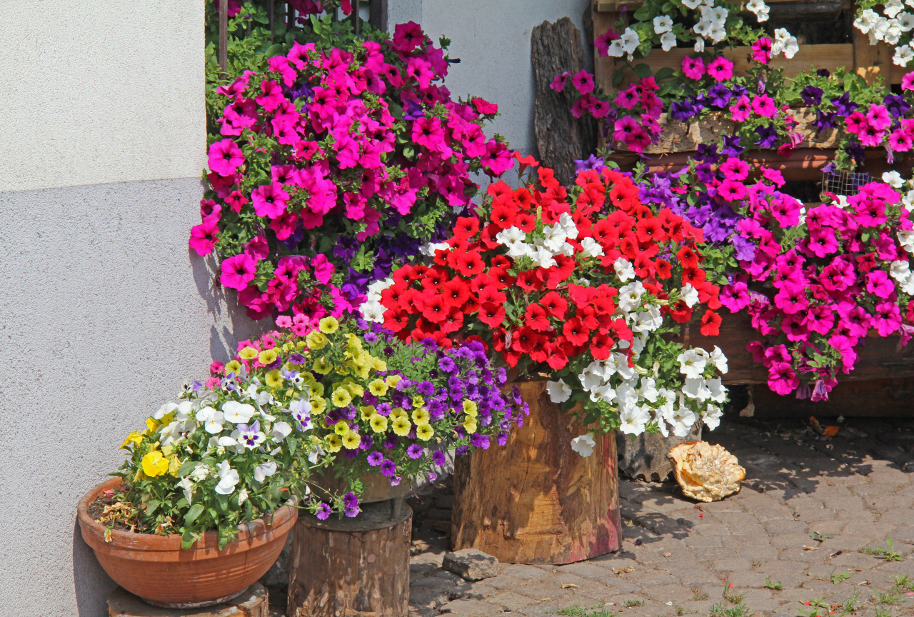 Wystarczy 1 prosty krok. Surfinie kaskadami zaleją cały balkon - Story.pl